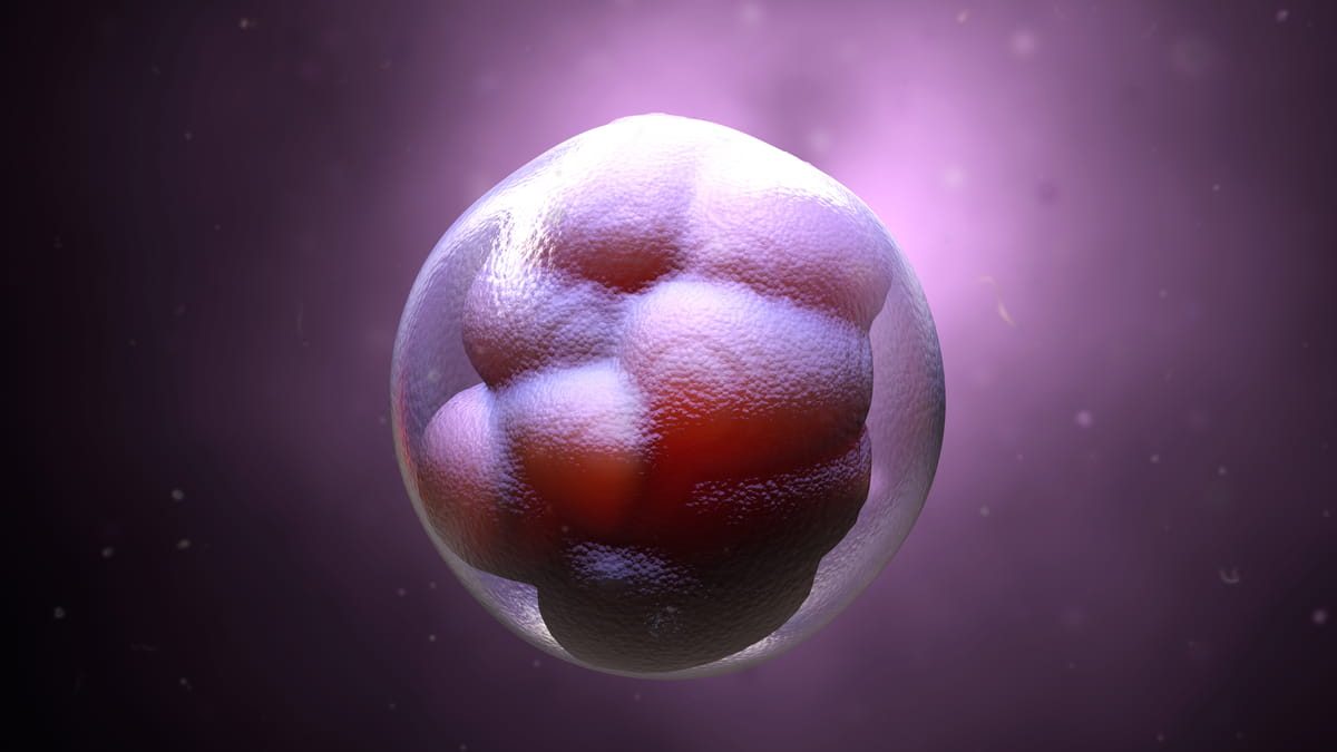 Understanding what makes a healthy embryo - IVI UK